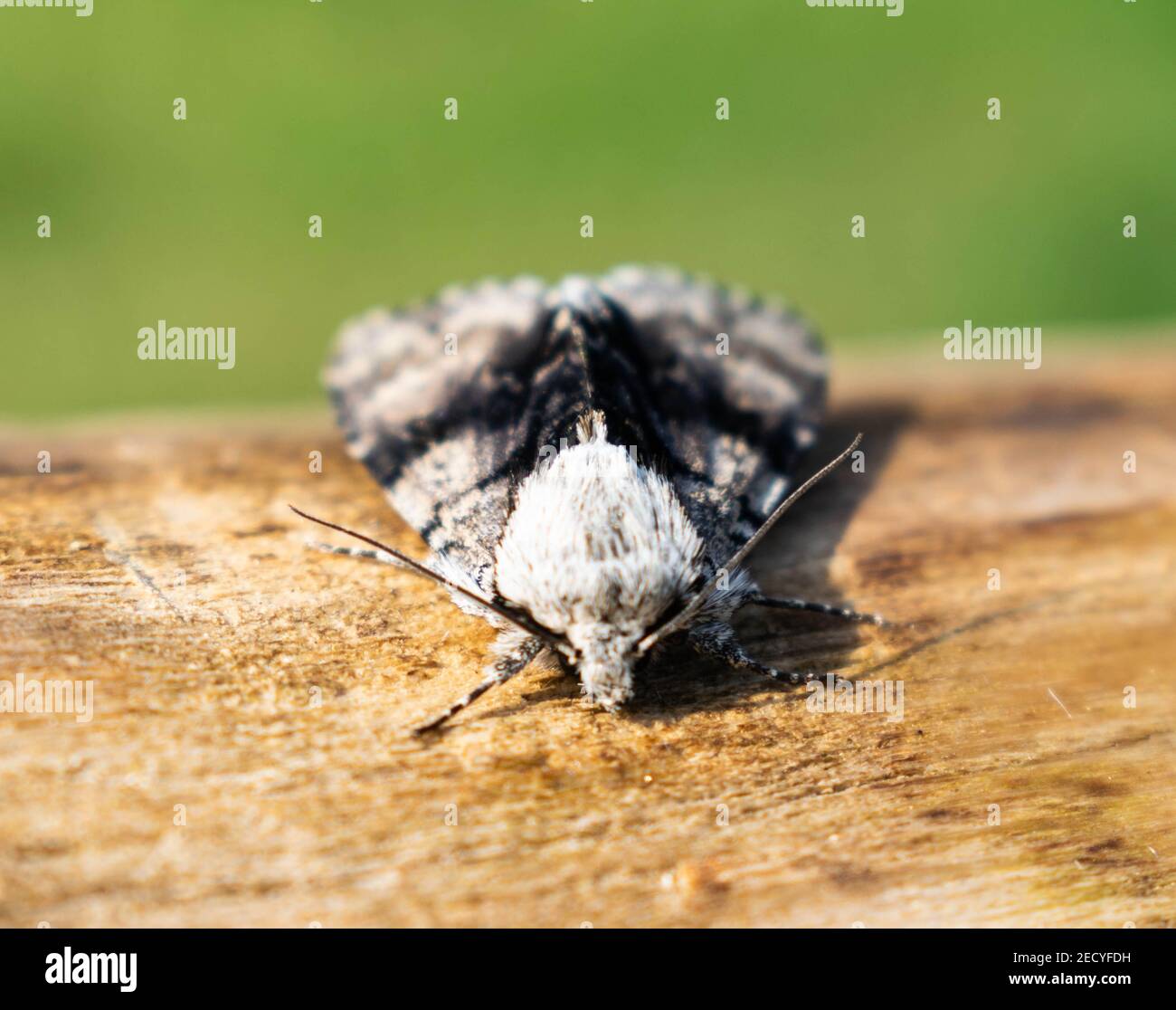 Head on view of an Alder moth Stock Photo - Alamy