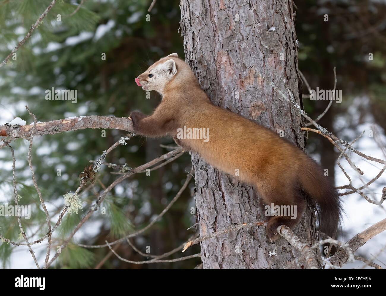 American pine marten hi-res stock photography and images - Alamy
