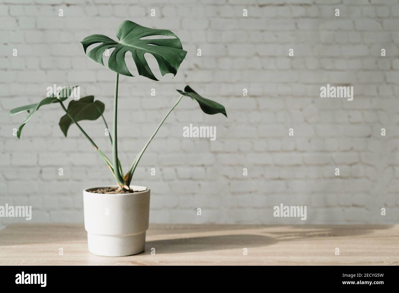 Monstera plant in cement pot white bricks wall background Stock Photo ...