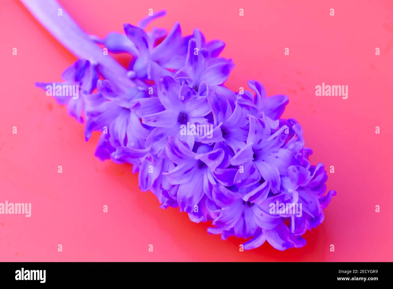 Close-up of a fresh purple hyacinth on a coral pink background Stock ...