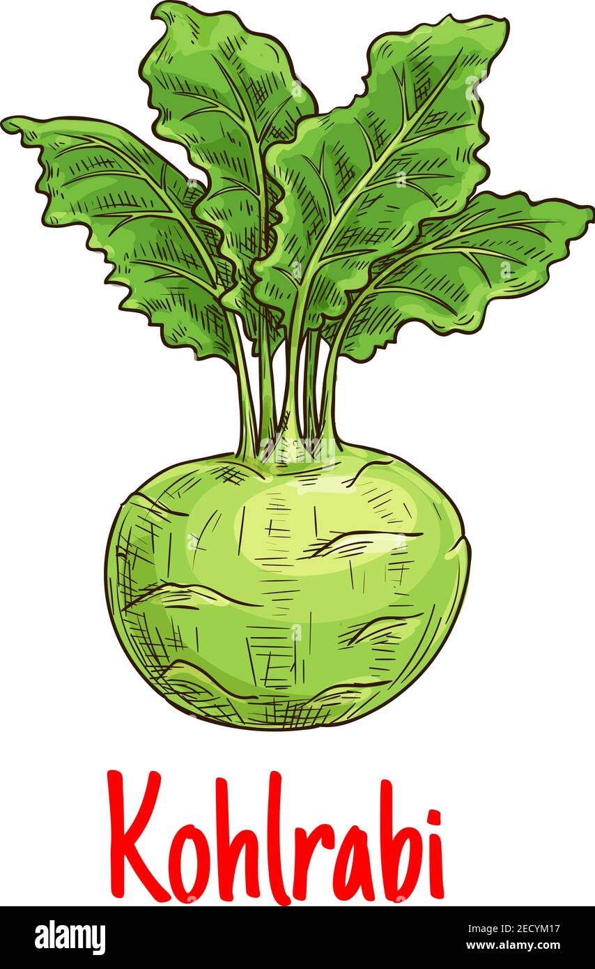Kohlrabi drawing hi-res stock photography and images - Alamy