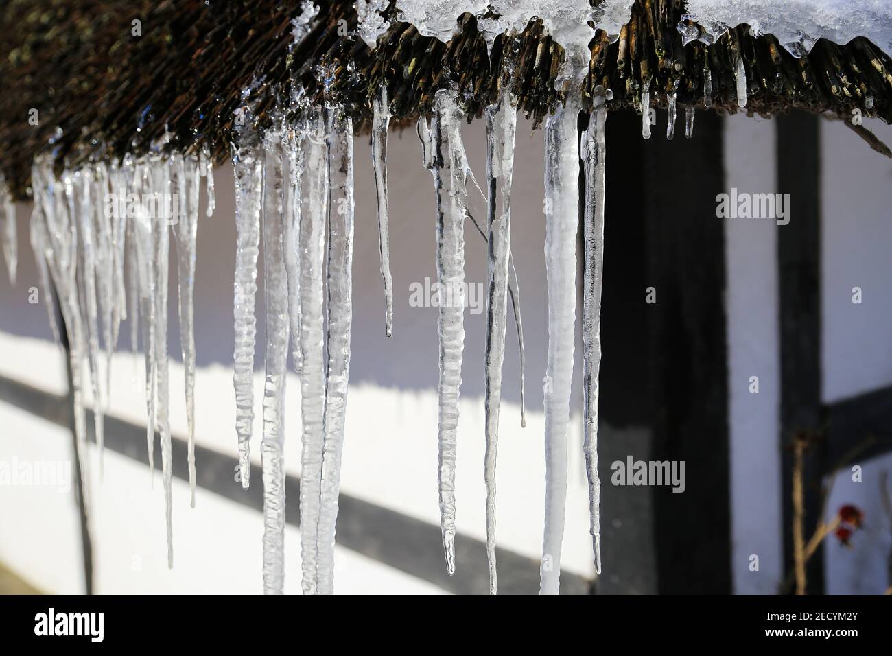 Closeup of row isolated sharp icicles hanging from reed roof of german ...