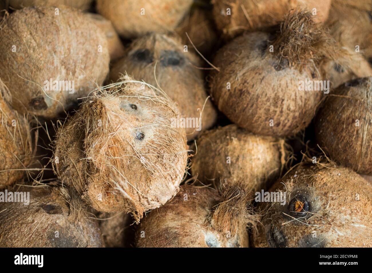 Oil palm bunch pile hi-res stock photography and images - Alamy