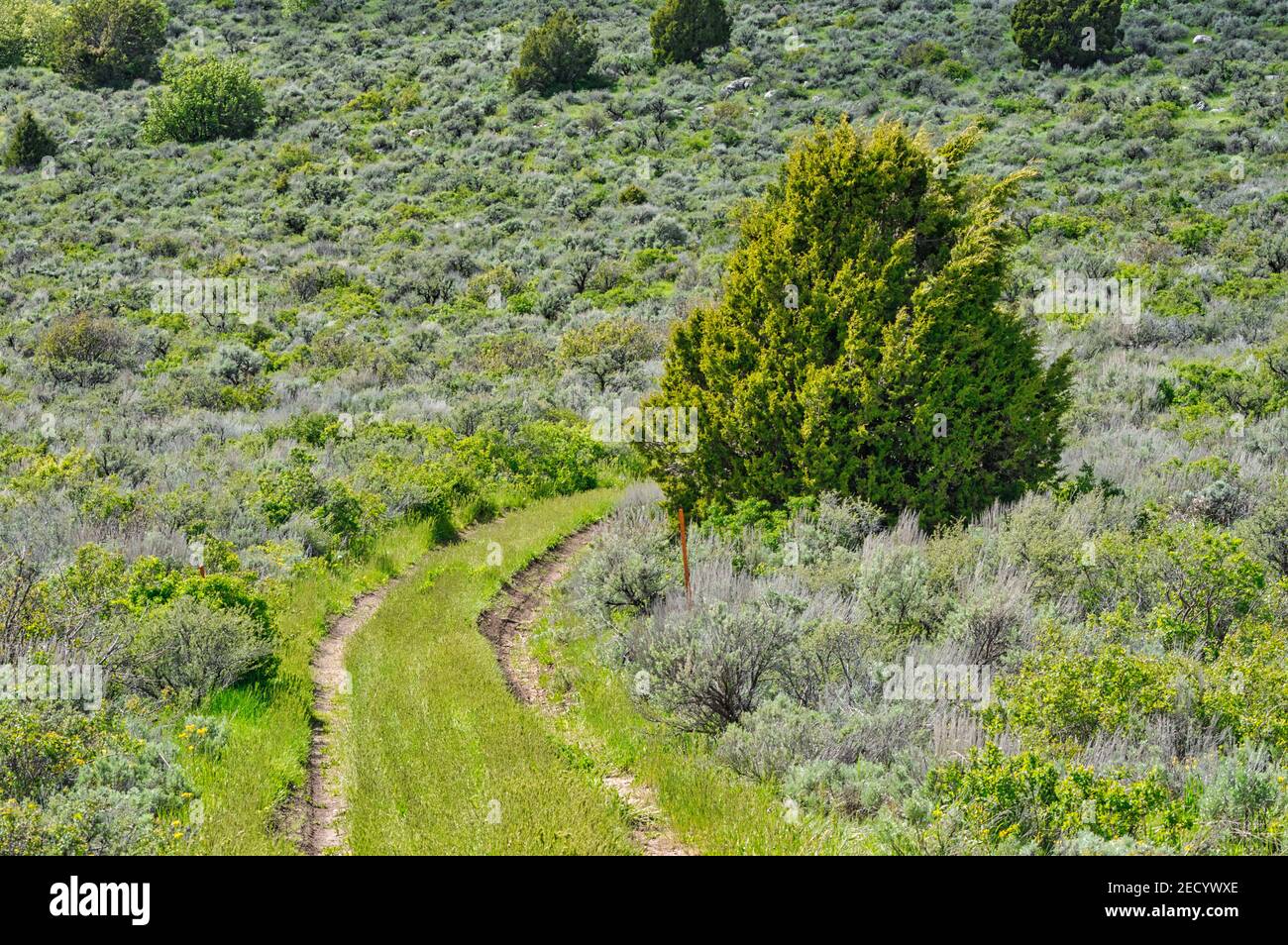 A path on a hill with green nature and trees during daylight Stock ...