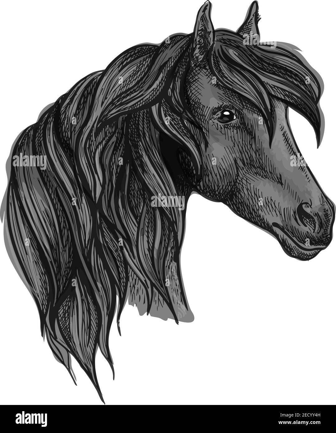 Purebred horse head sketch. Black racehorse of arabian breed. Powerful ...