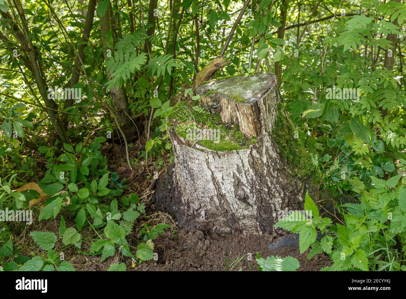 Old birch stumpOld birch stump in the forest. remnants of felled tree ...
