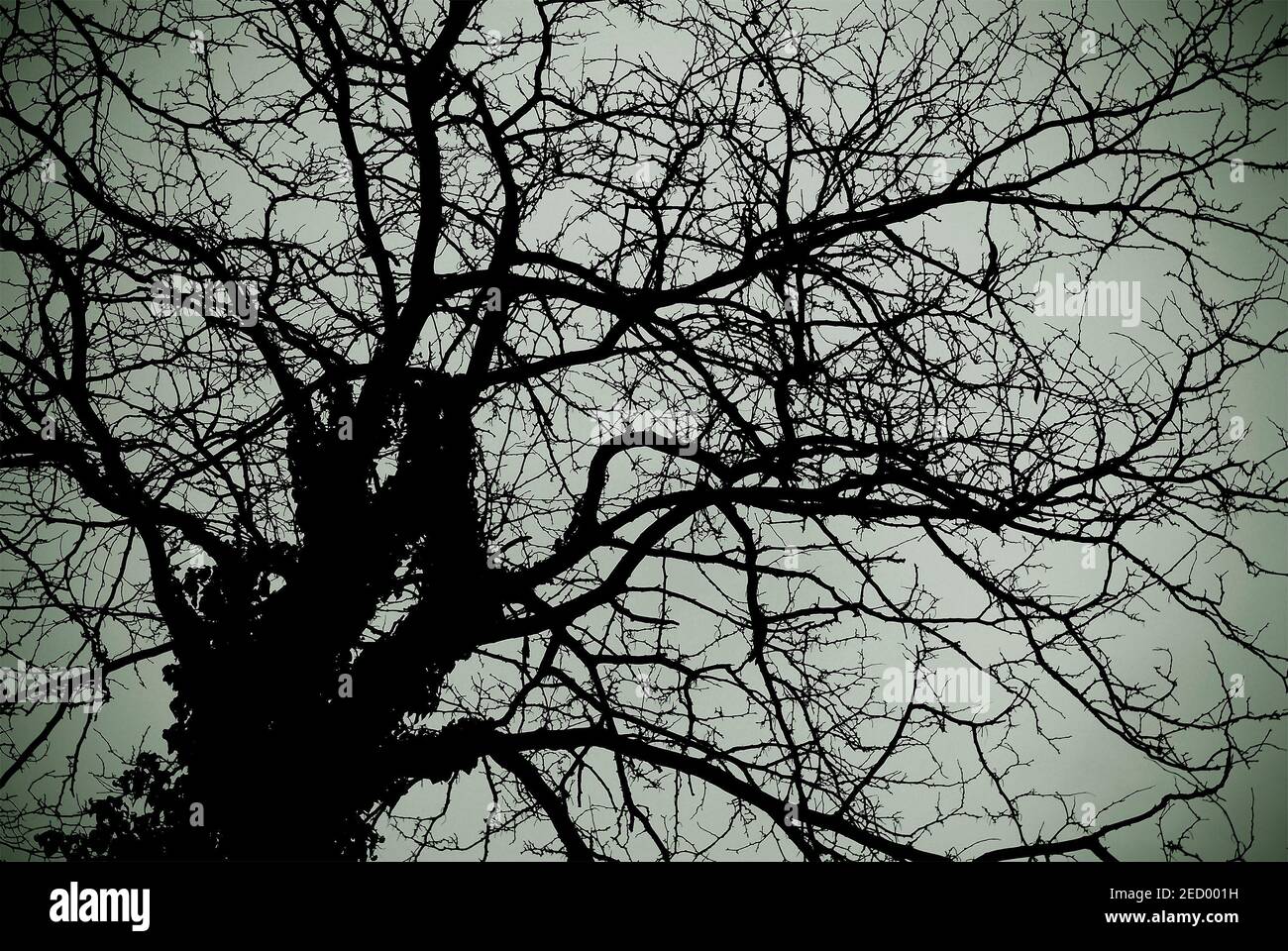 Dramatic view of a bare tree. Dead tree branches Stock Photo - Alamy