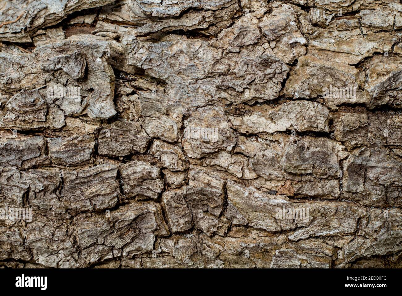 Cracked tree bark closeup texture photo. Rustic tree bark closeup. Oak ...
