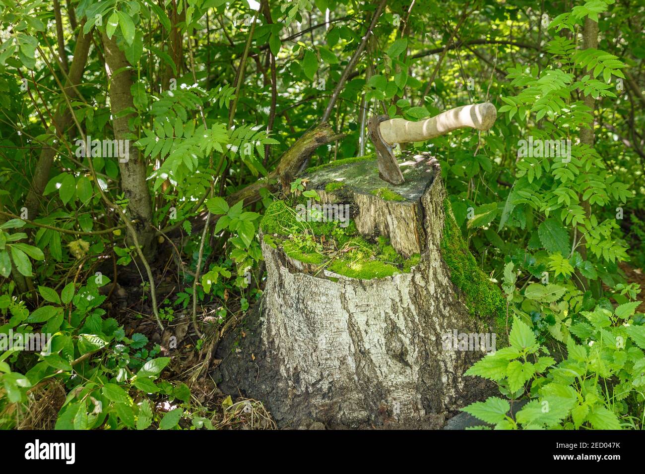 Birch stump hi-res stock photography and images - Alamy