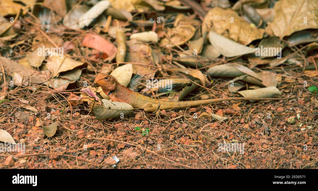 Cold season in cambodia hi-res stock photography and images - Alamy