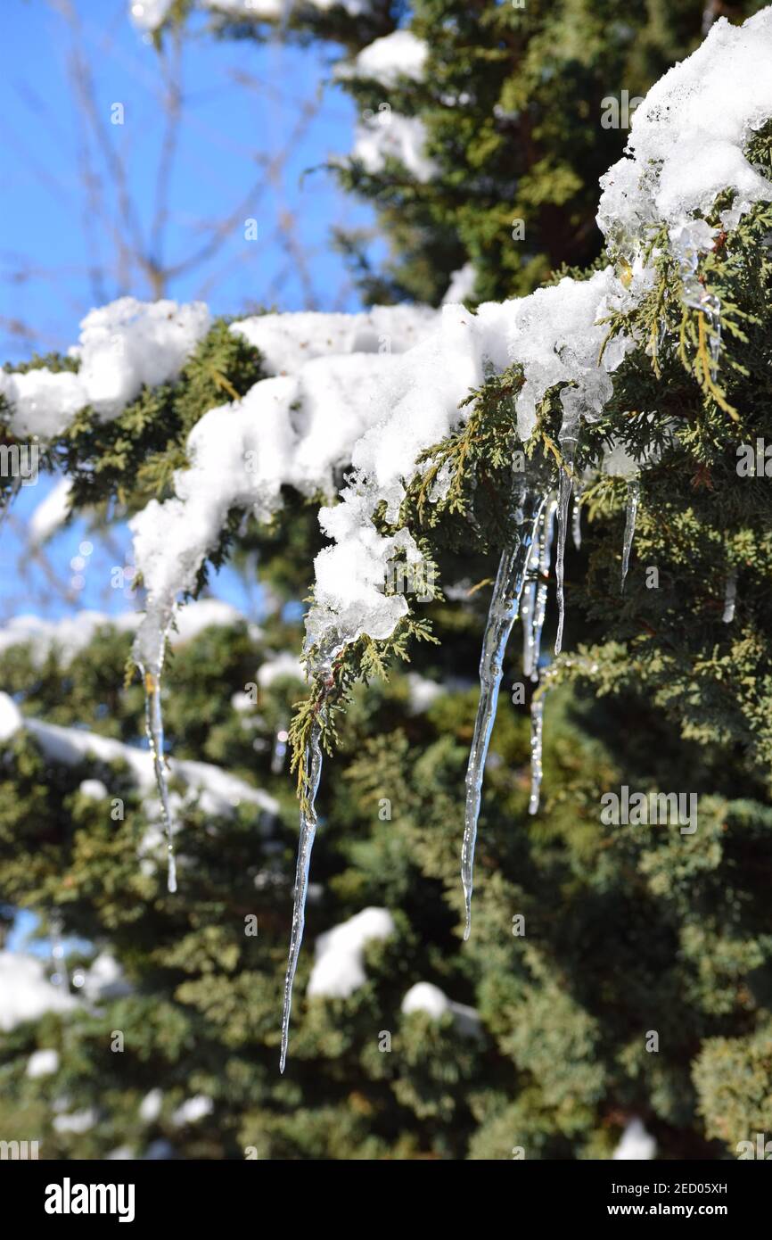 differently protruding Icicles on a Tree Stock Photo - Alamy