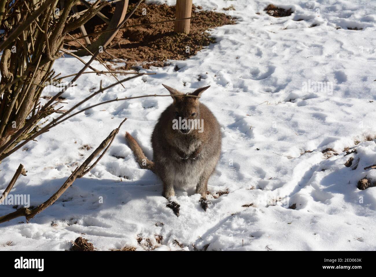 Schuttertal, Baden-Württemberg, Germany, March 13th, 2021: The dwarf ...