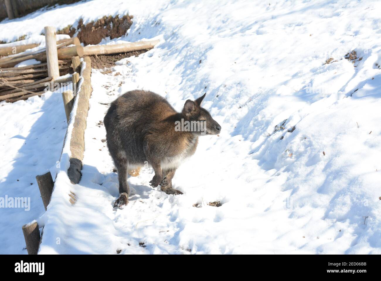 Dwarf kangaroo hi-res stock photography and images - Alamy
