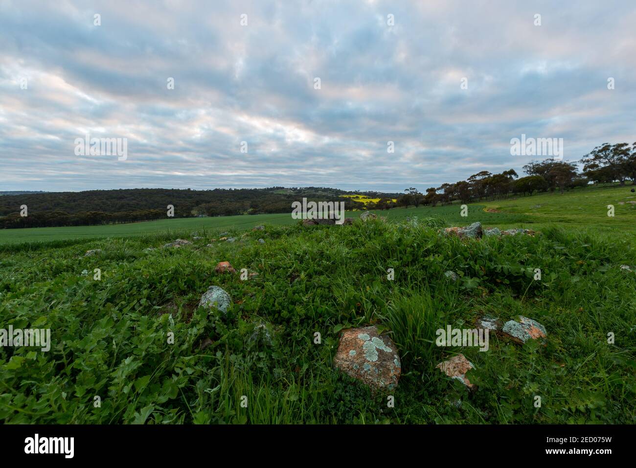 Green grass and weeds on rocky mount in front of paddock, Beverley ...