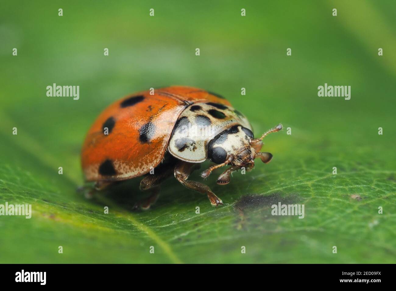 10 spot ladybird adalia 10 punctata hi-res stock photography and images ...