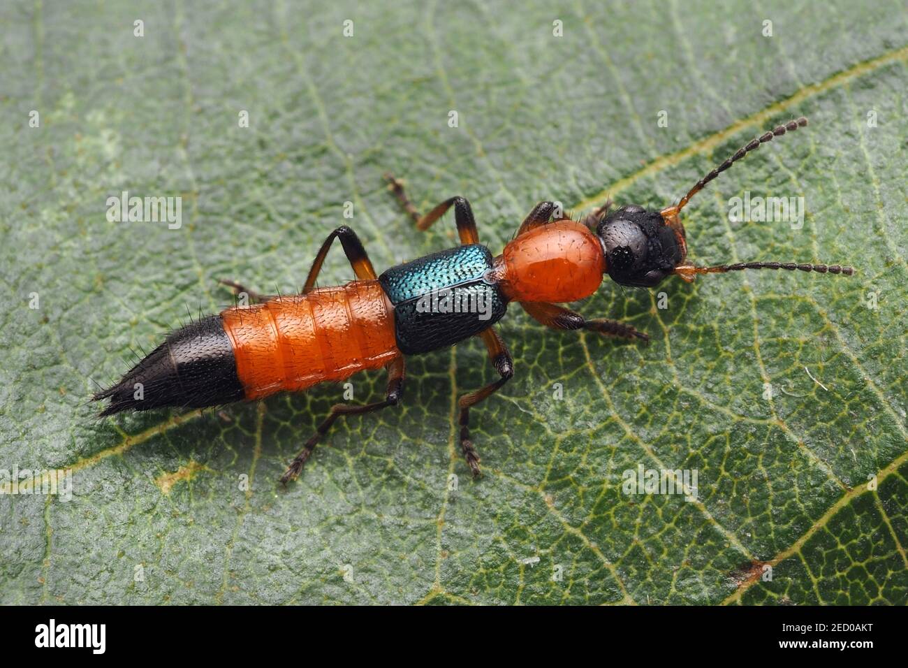 Dorsal view of Paederus riparius Rove Beetle resting on leaf. Tipperary ...