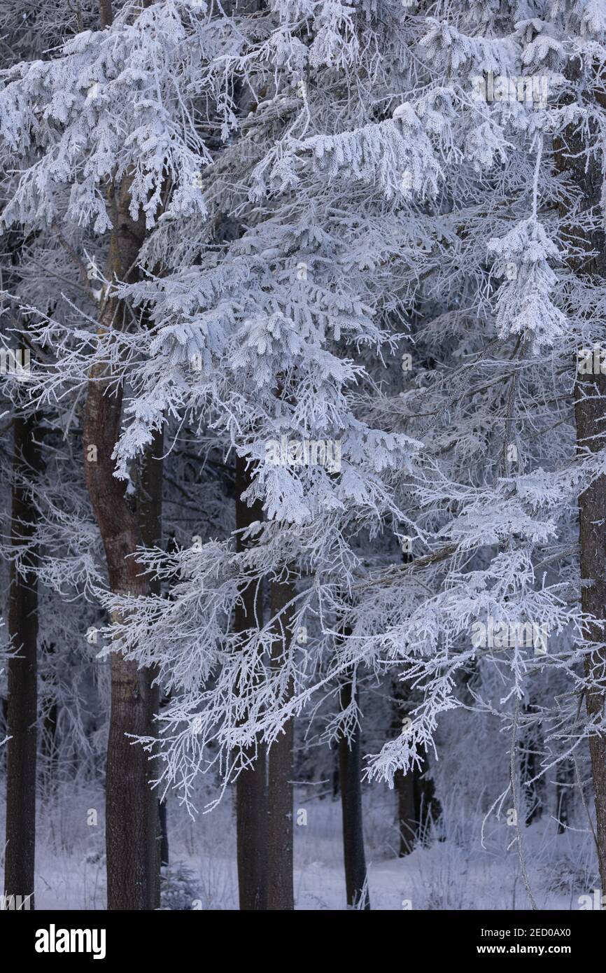 Pine and spruce trees in the snow, on a sunny day in winter. Background ...