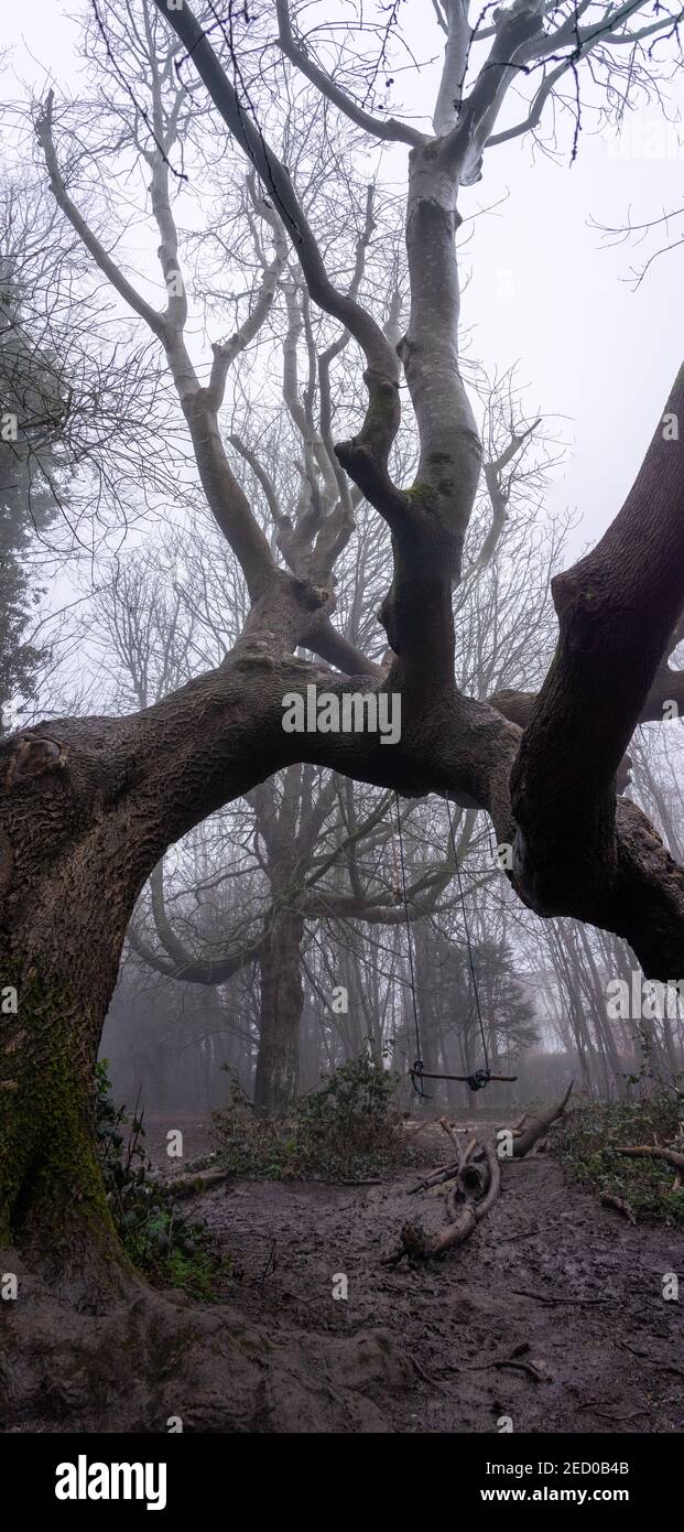 Twisted tree in misty woodland Stock Photo - Alamy