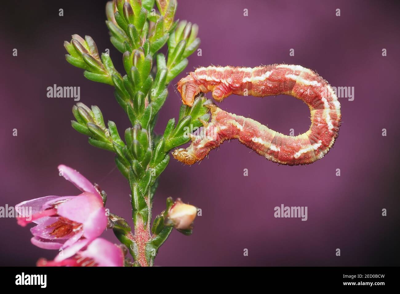 Narrow-winged Pug moth caterpillar (Eupithecia nanata) on heather ...