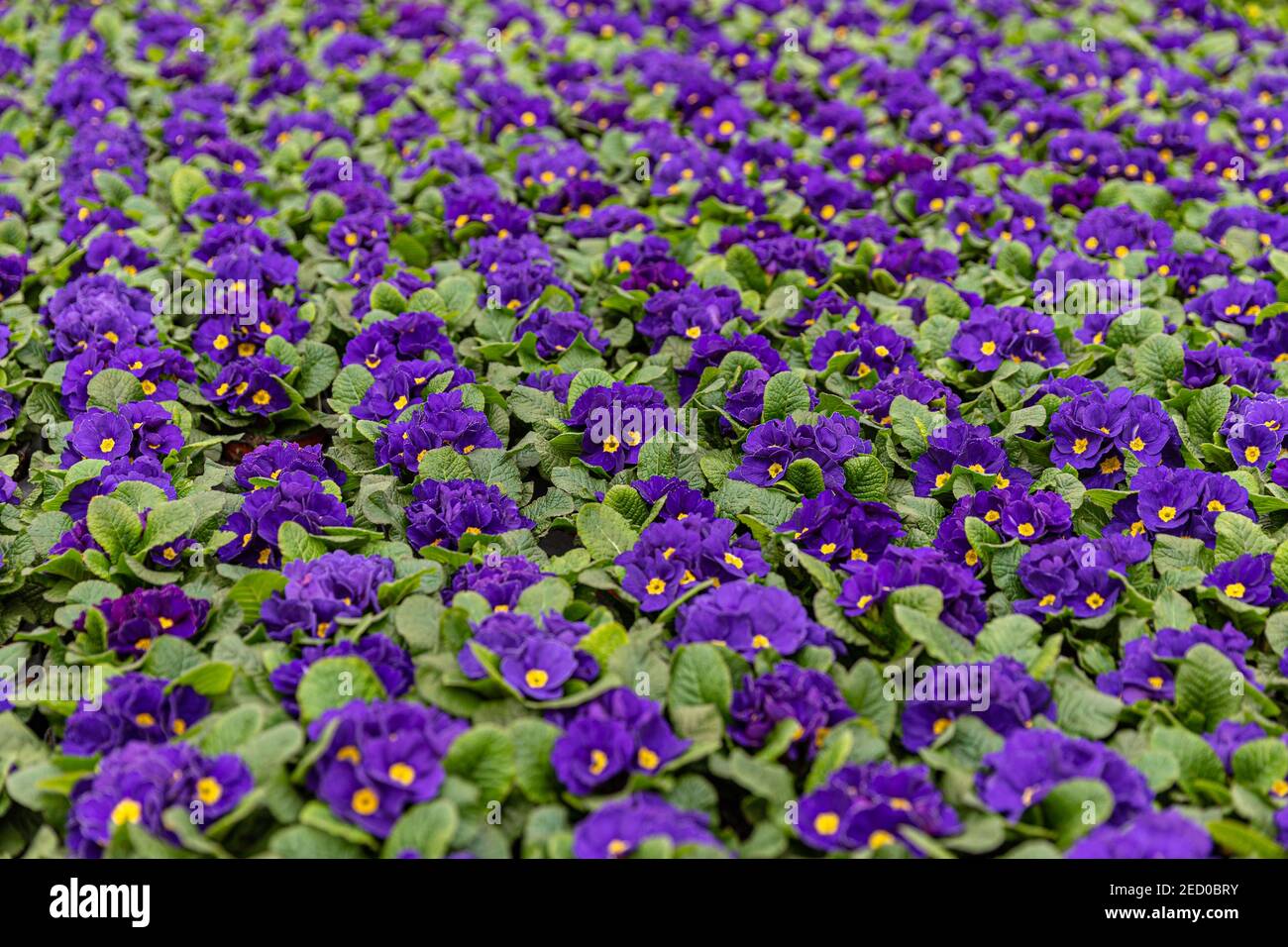 Primulas And Nursery High Resolution Stock Photography and Images - Alamy