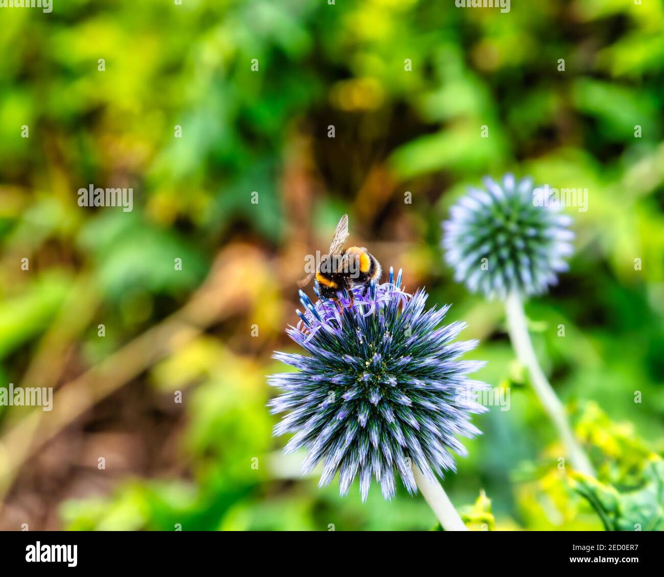 Bee samples the flowers nectar on Blue Hobbit Globe Thislte Echinops ...