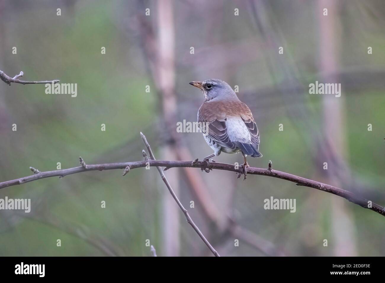 Turus hi-res stock photography and images - Alamy