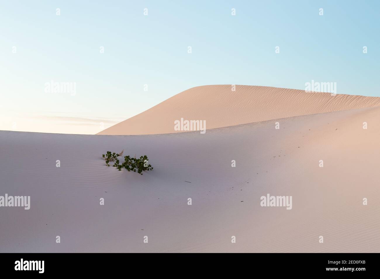 Lone plant in sand dunes early morning Jurien Bay, Western Australia ...