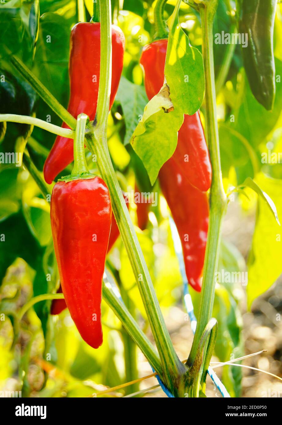 Espelette pepper hi-res stock photography and images - Alamy