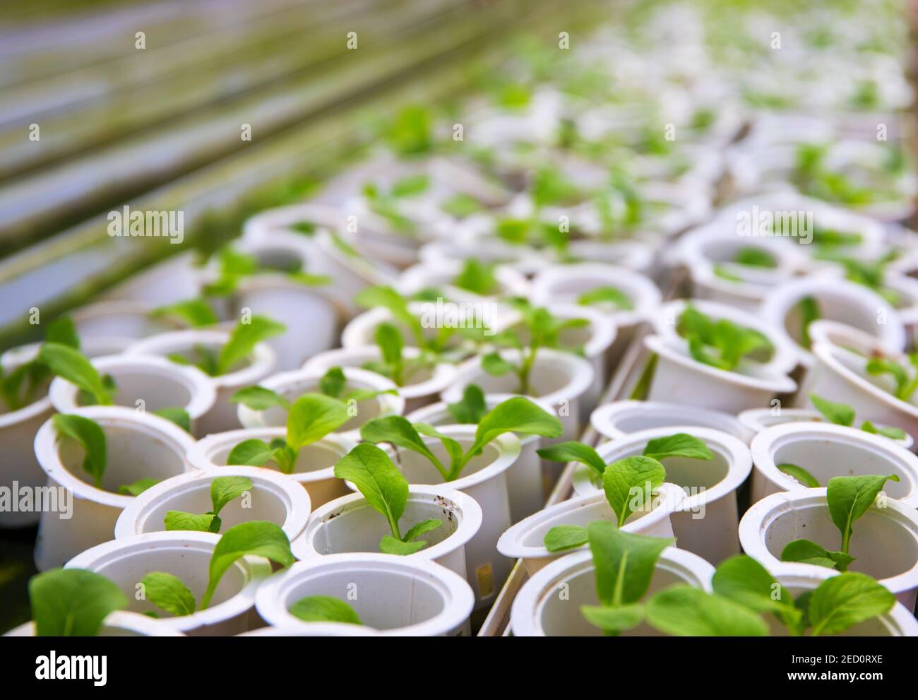 Green saplings in white flowerpots. Growing plant from seed. Flower ...