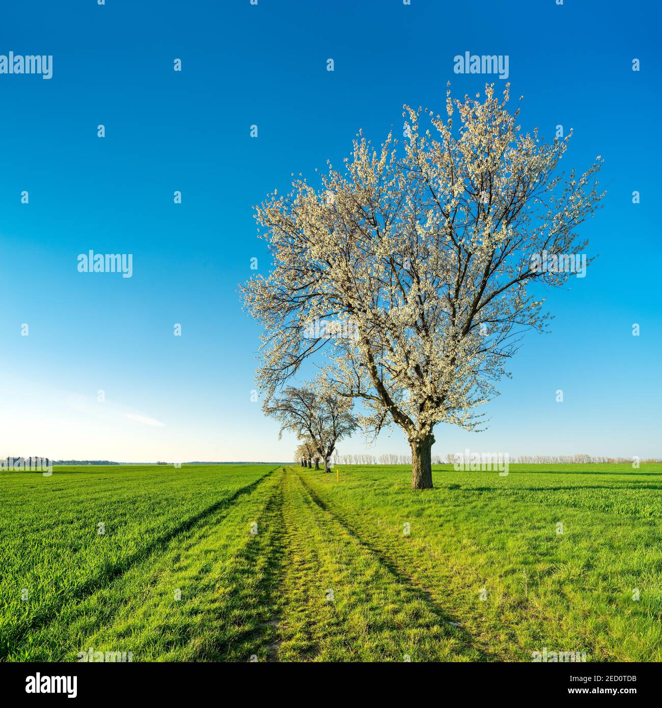Cherry trees in blossom on a field path in spring, green fields, blue ...