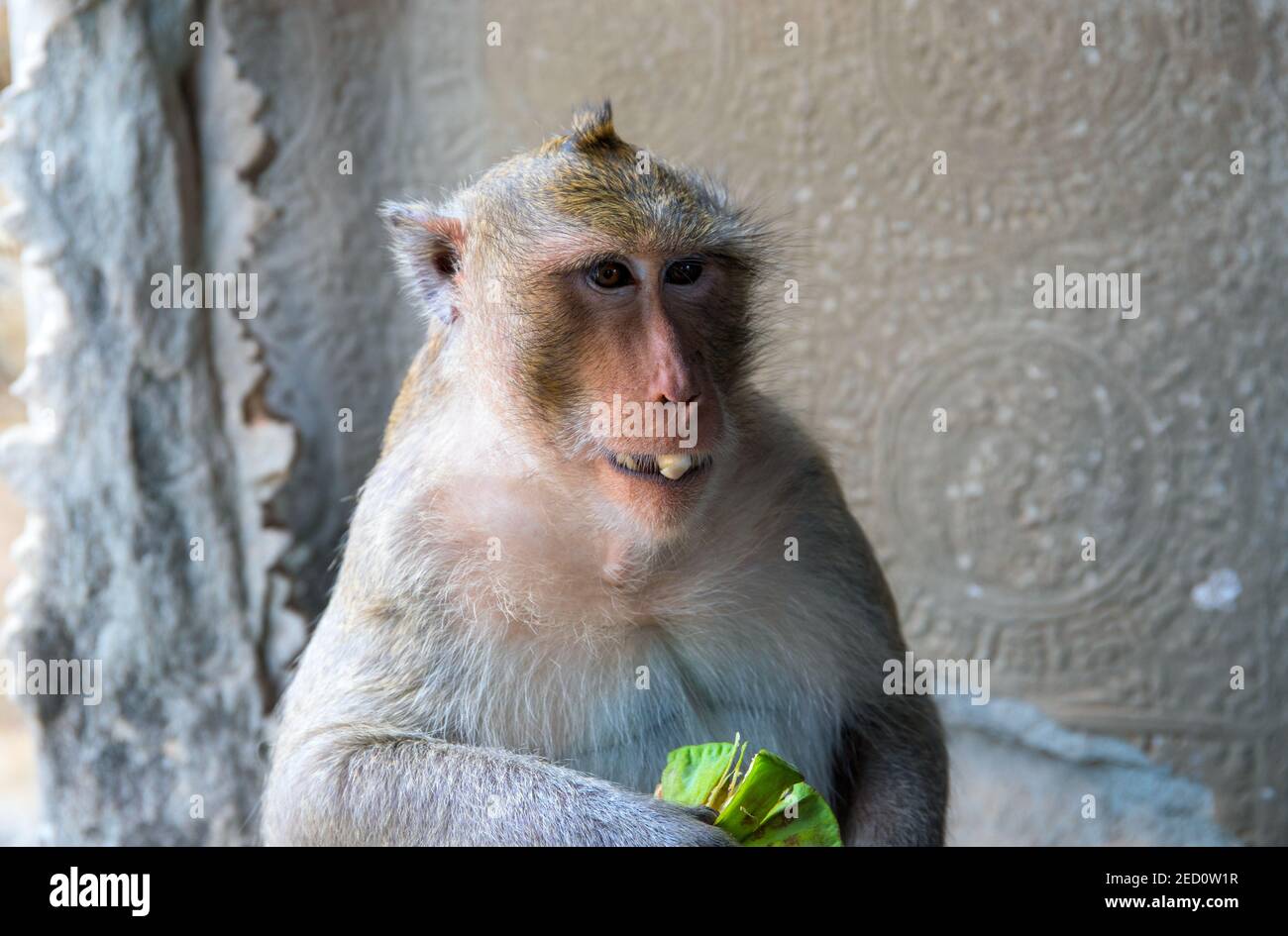 Monkey eats a tropical fruit. Eating monkey closeup photo. Cute fluffy ...