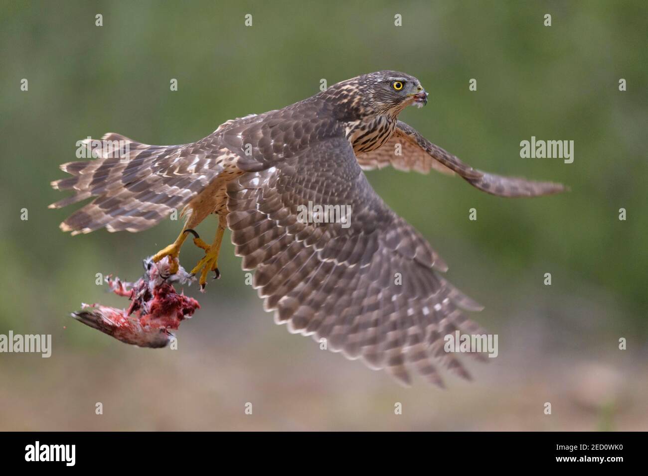 Northern Goshawk In Flight