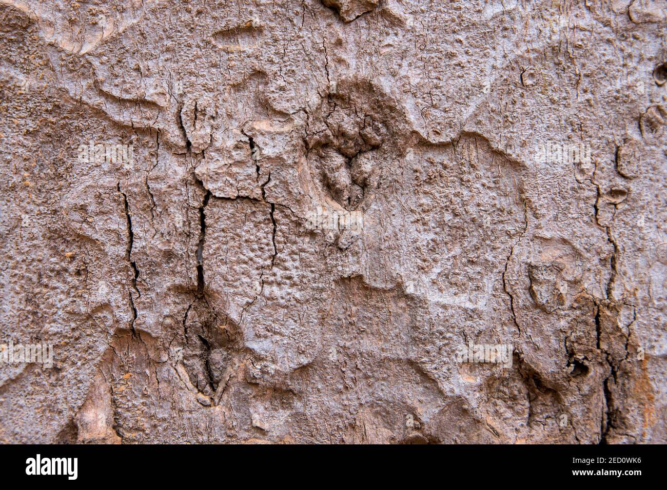 Aged oak tree bark closeup texture photo. Rustic tree bark closeup. Oak ...