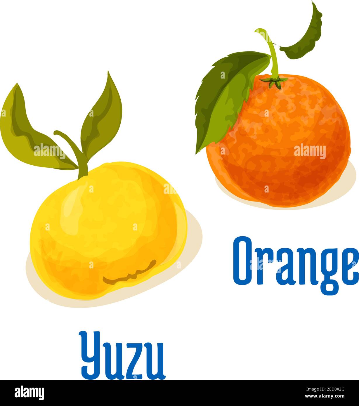 Yuzu isolated white background Stock Vector Images - Alamy