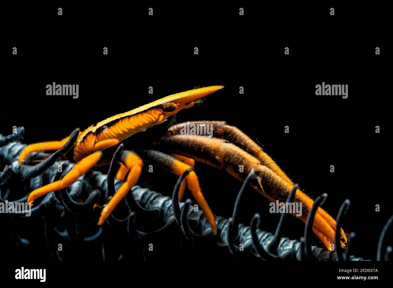 Feather Star Jumping Shrimp (Allogalathea elegans), Bali, Tulamben ...