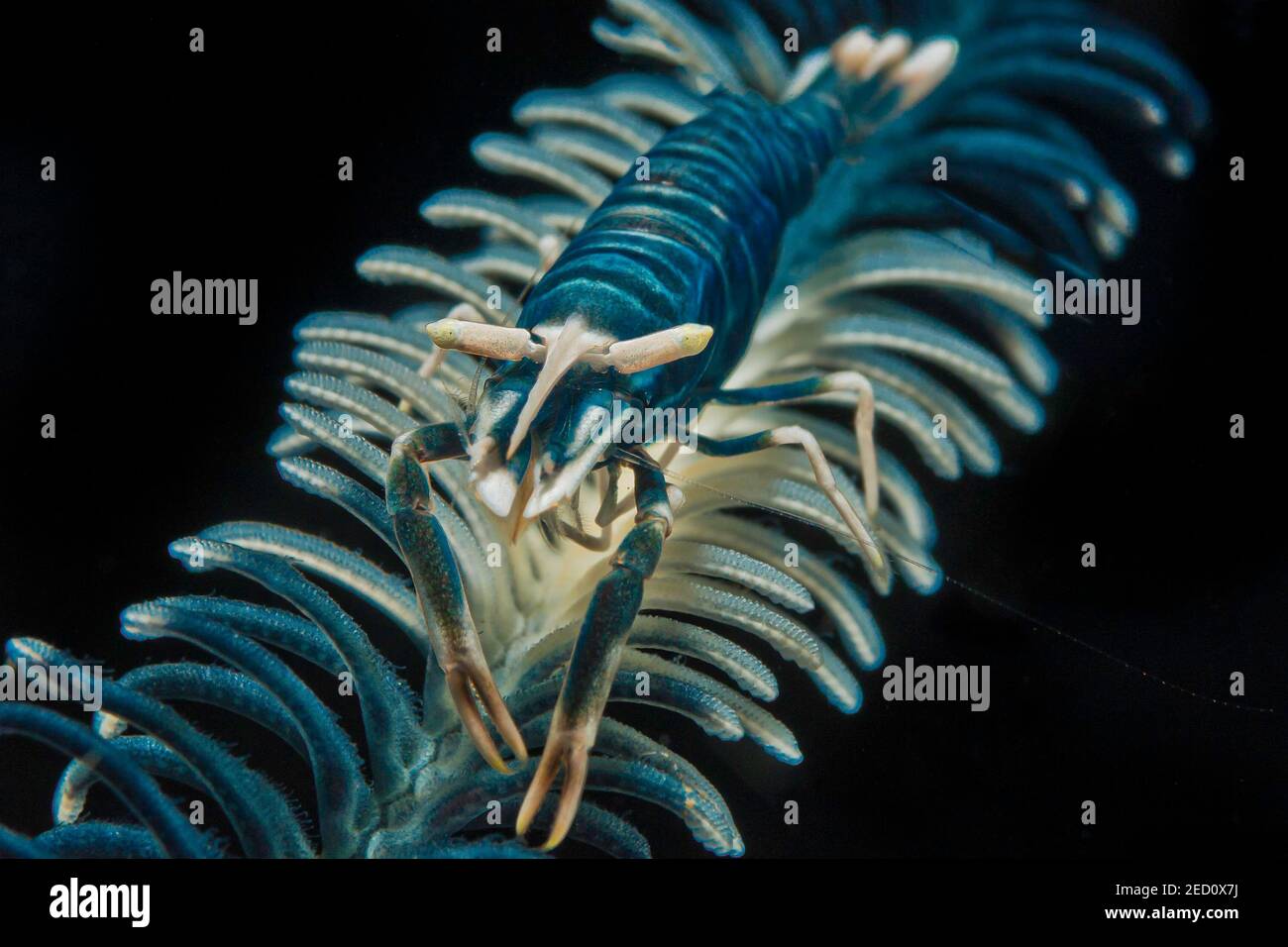 Partner shrimp (Periclimenes amboinensis), Bali, Tulamben, Indo-Pacific ...