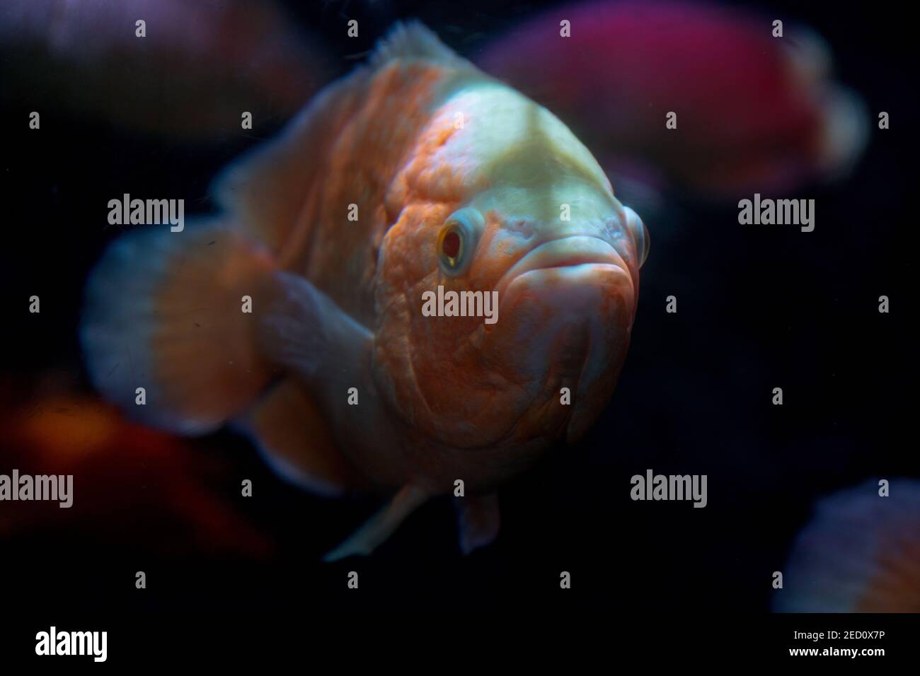 Koi pond aeration hi-res stock photography and images - Alamy