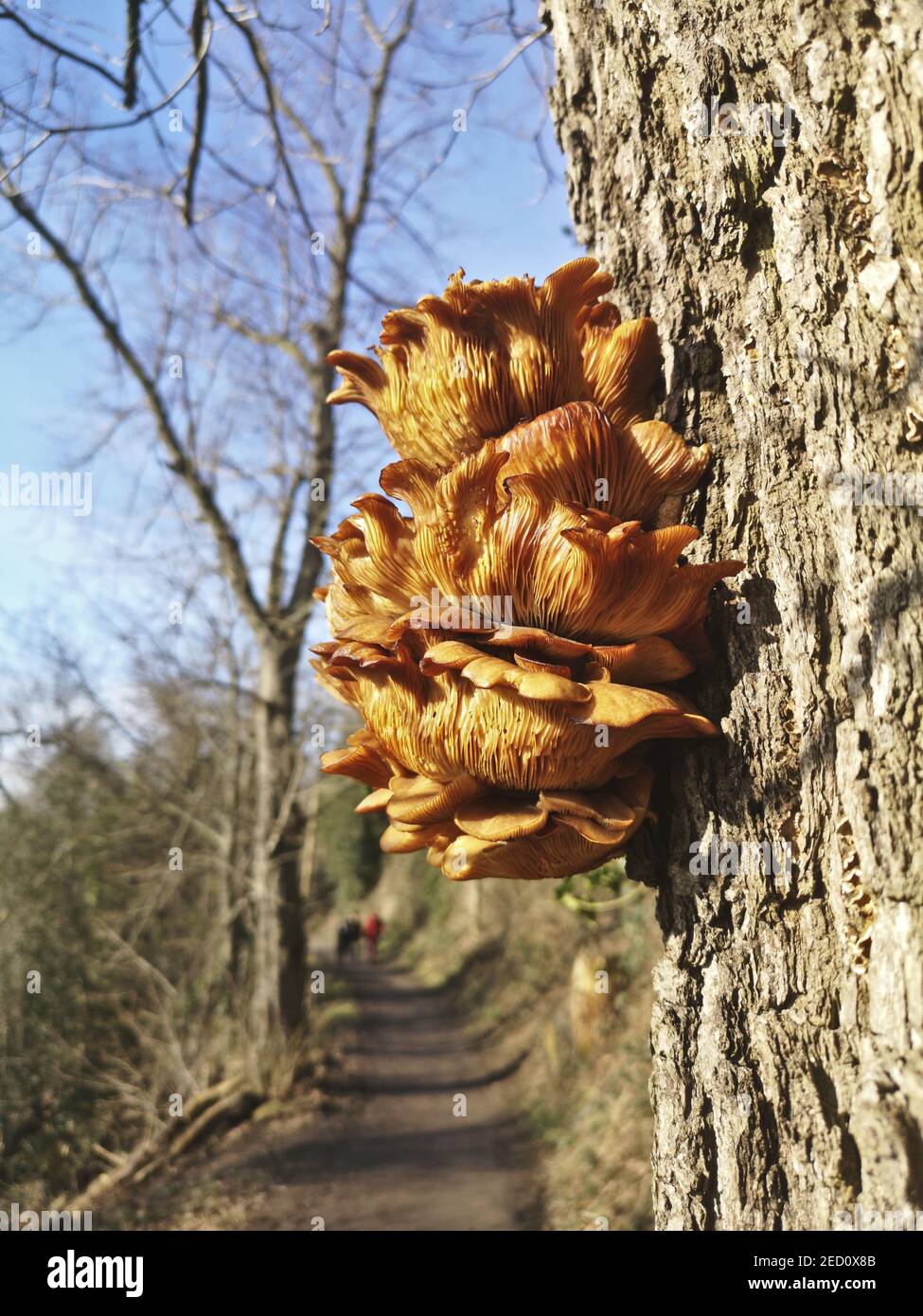 A vertical shot of a huge yellow bracket fungus on a tree trunk Stock ...