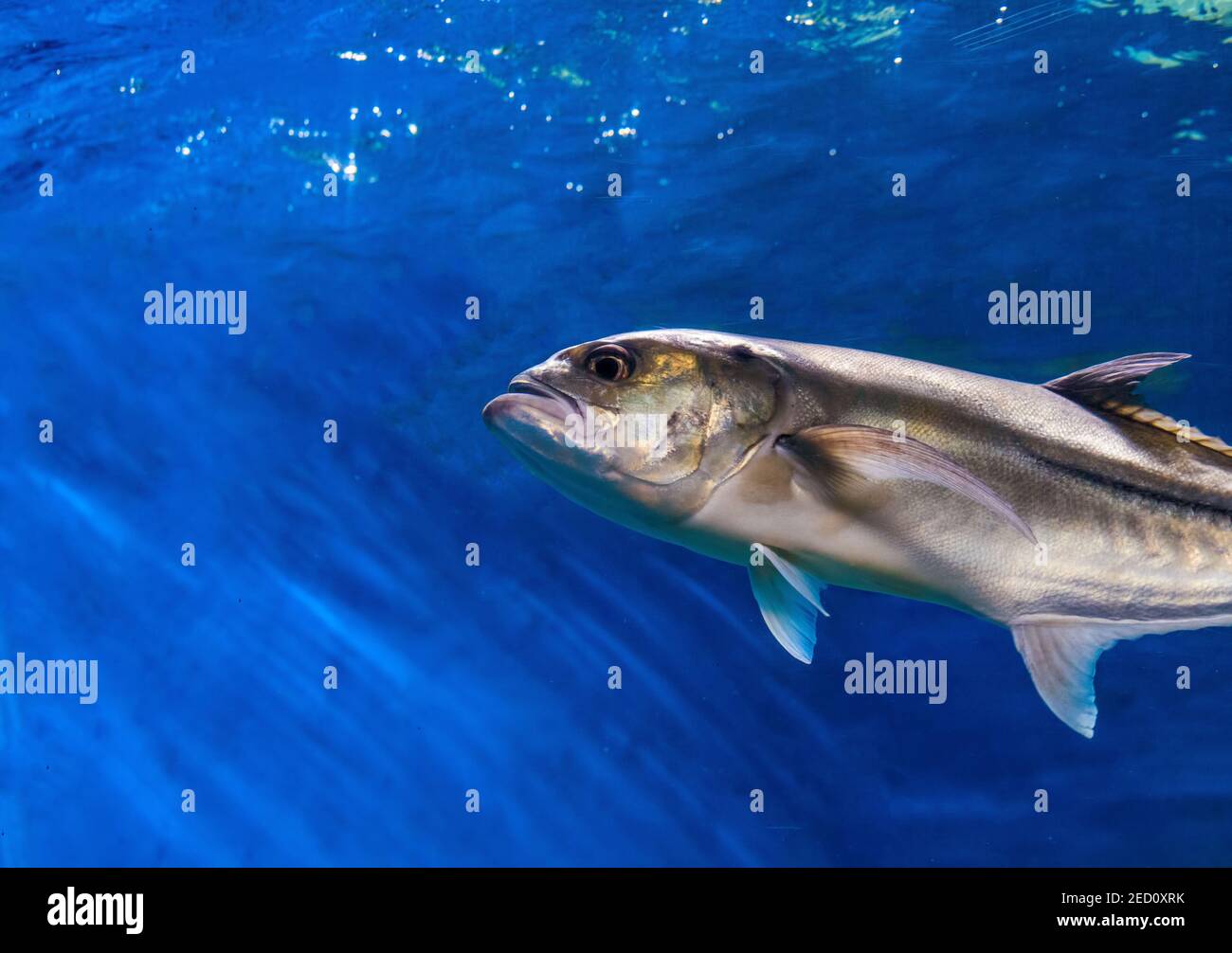 Oceanic fish in blue water. Ocean aquarium with saltwater fish. Silver ...