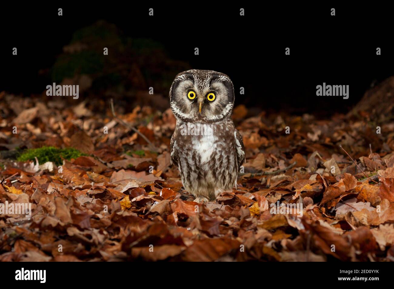 Tengmalm's owl (Aegolius funereus) sitting on forest floor after prey ...