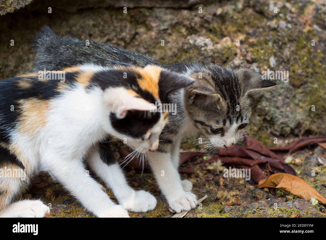 Two kittens look at stick on ground. Homeless kittens play with insect ...