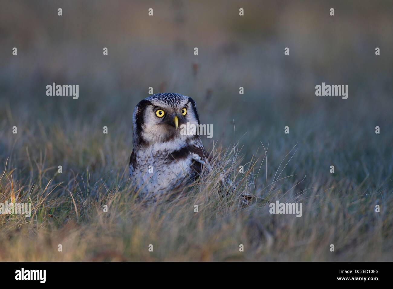 Northern Hawk Owl (Surnia ulula) sitting in grass, stray bird, Saxony ...