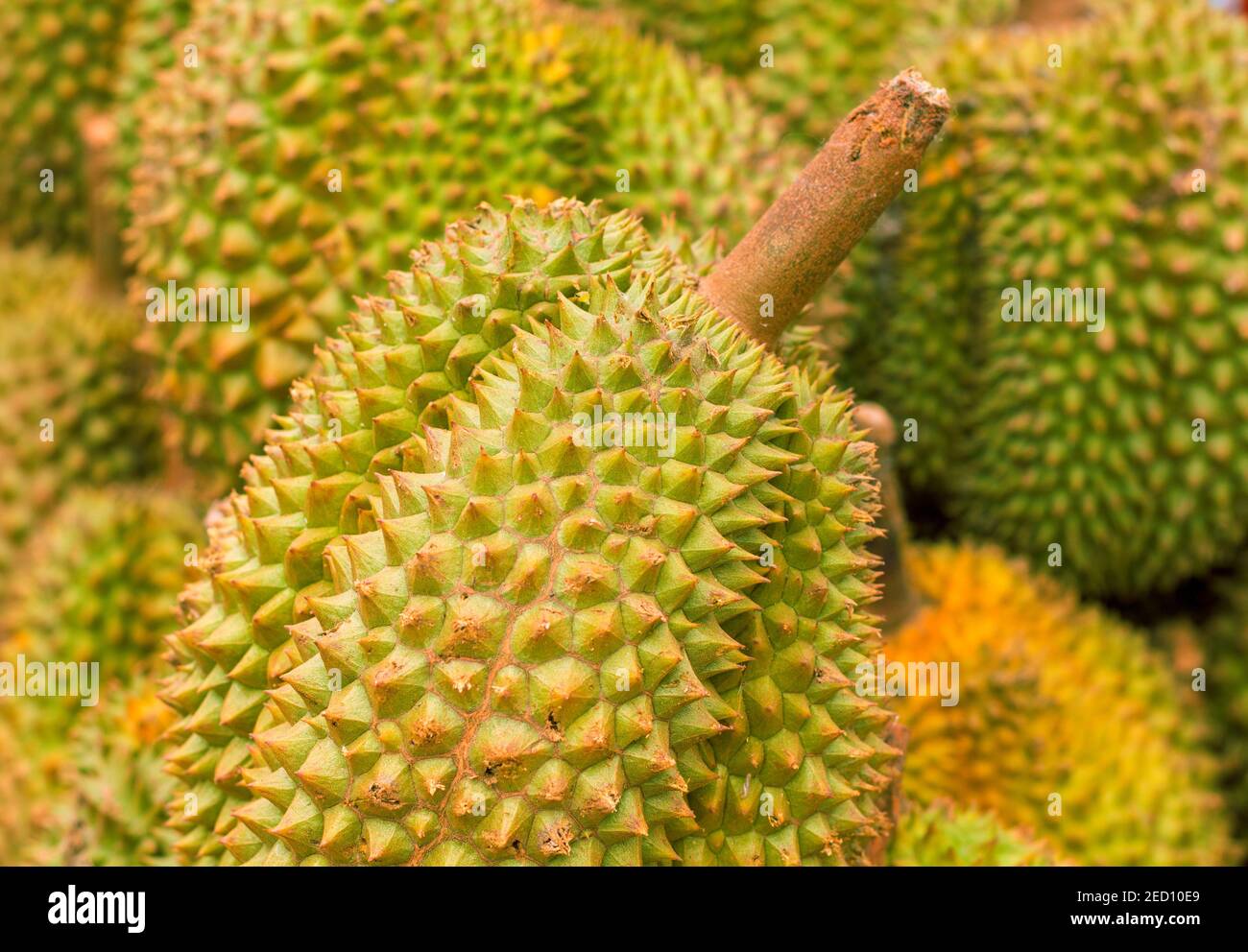 Durian fruit pile on market. Exotic fruit durian for sell. Whole ripe ...