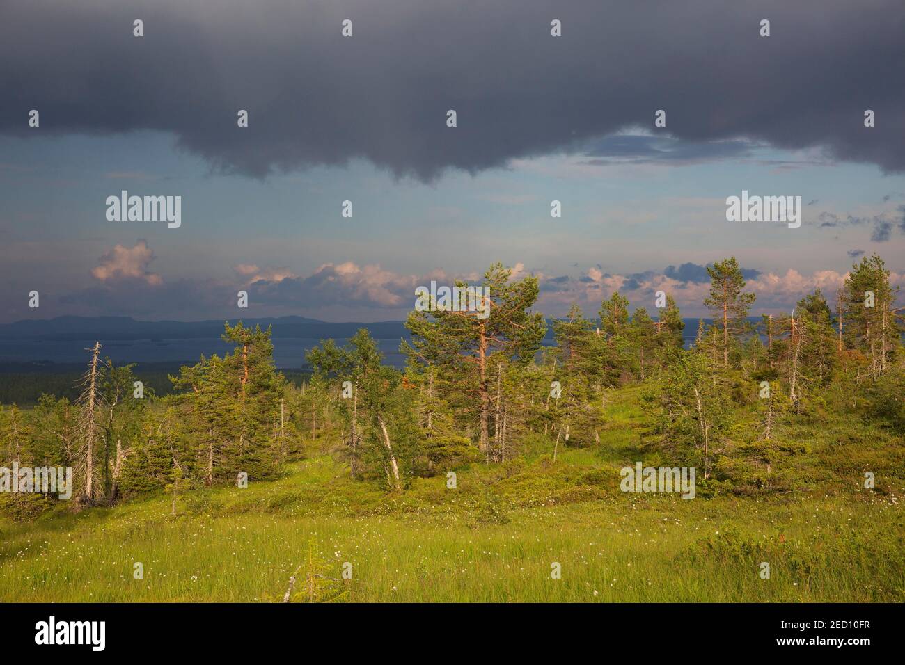 Slope bog in Riisitunturi National Park, Kuusamo, North Ostrobothnia ...