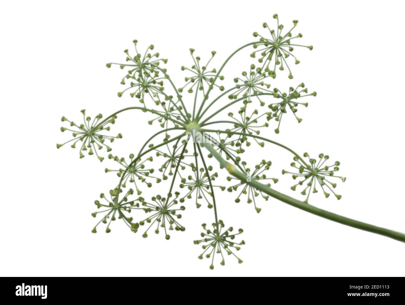 Flowering umbel of seed fennel (Foeniculum vulgare) in bud stage ...