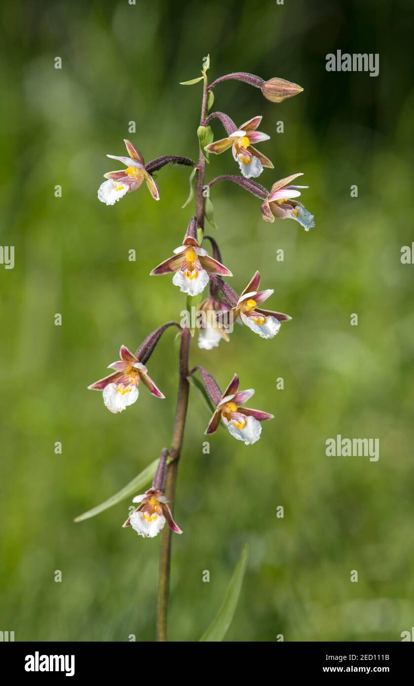 Marsh Helleborine (Epipactis palustris), Switzerland Stock Photo - Alamy