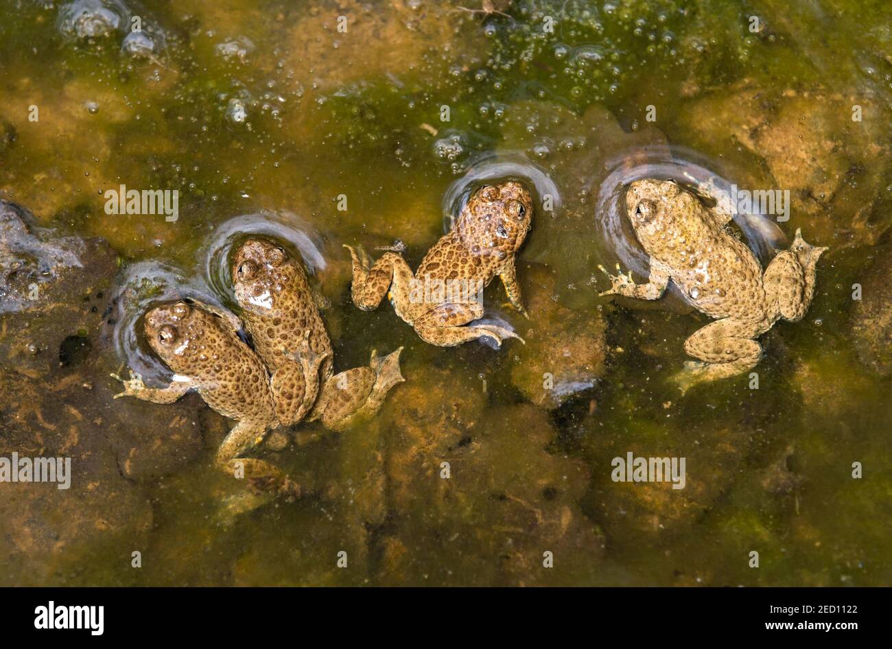 Yellow bellied toads bombina variegata hi-res stock photography and ...