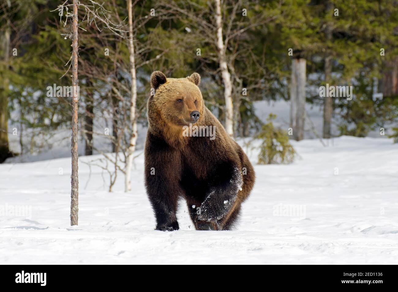 Brown bear standing up hi-res stock photography and images - Alamy