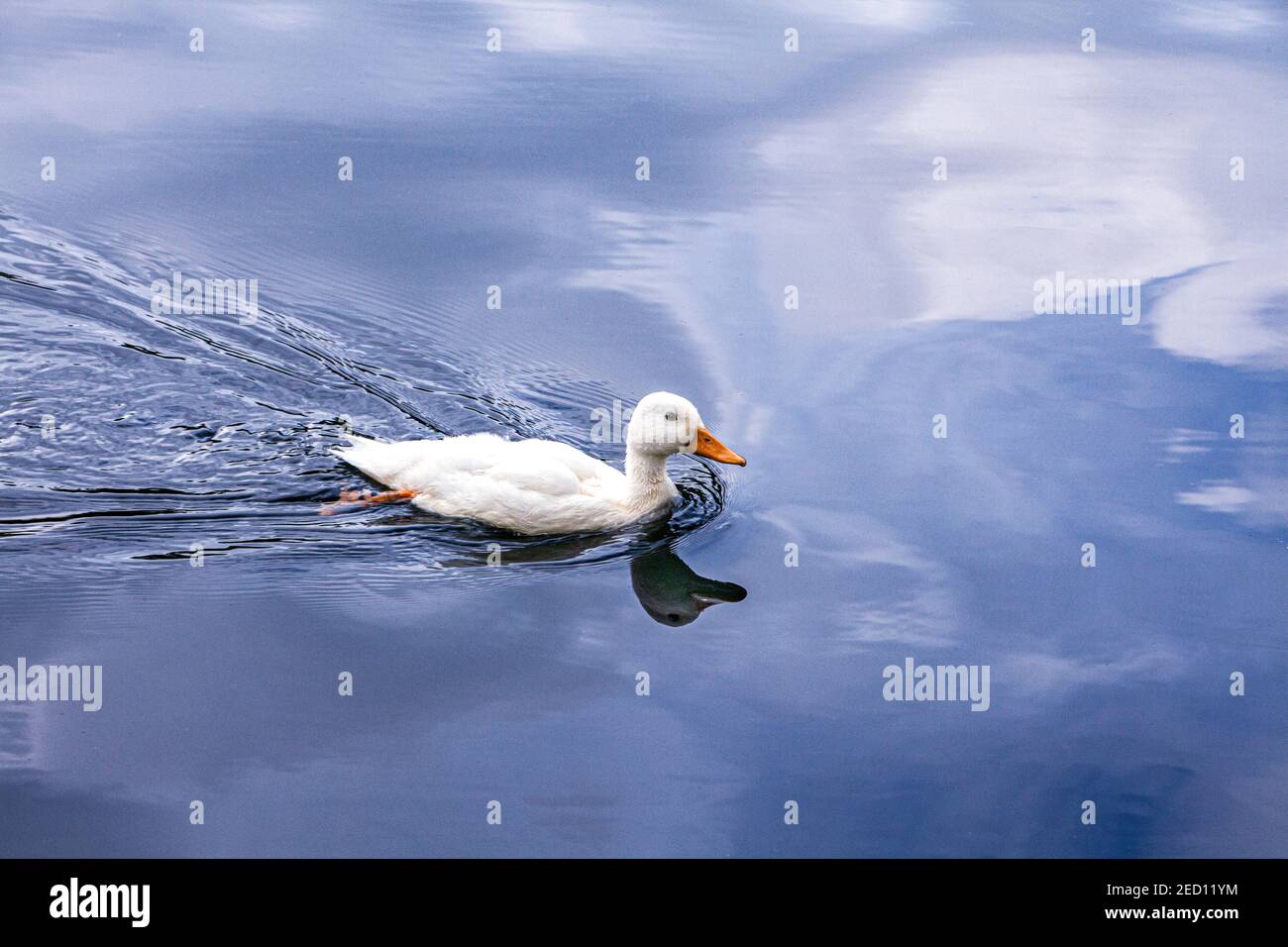 Swimming white duck Stock Photo - Alamy
