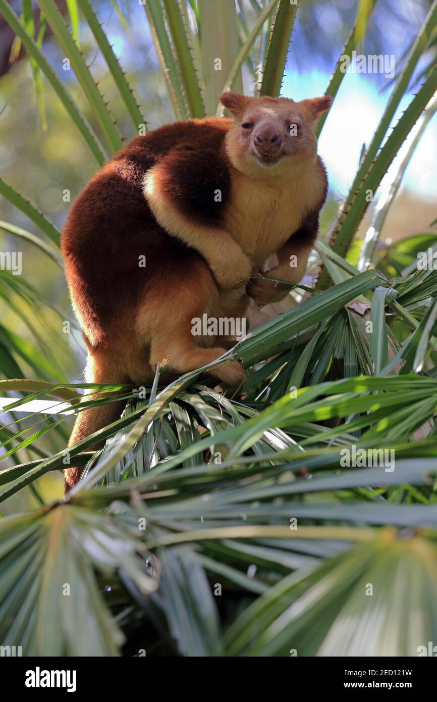 Goodfellow tree kangaroo (Dendrolagus goodfellowi buergersi), adult, on ...